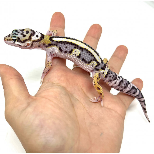 Eublepharis macularius "Mack snow Bald stripe" - Gecko léopard