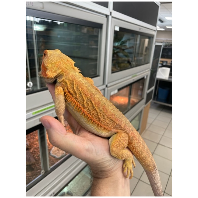 Pogona vitticeps "Red Hypo trans" ADULTE - Agame barbu