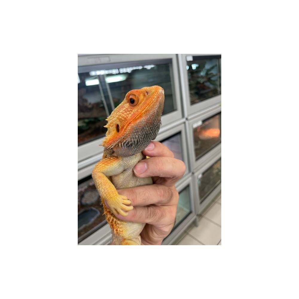 Pogona vitticeps - Pogona henrylawsoni - Bebesaurus