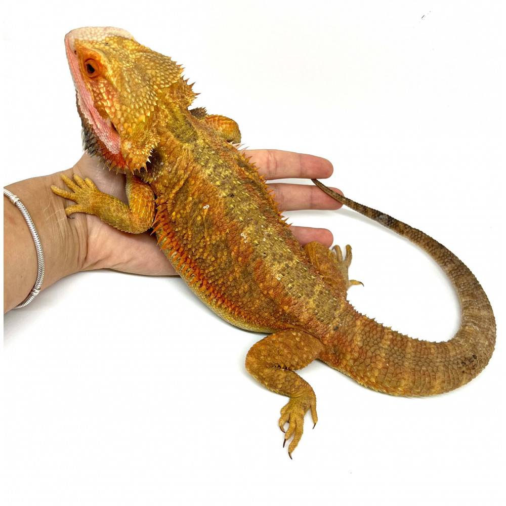 Pogona vitticeps "Red Hypo trans" ADULTE - Agame barbu