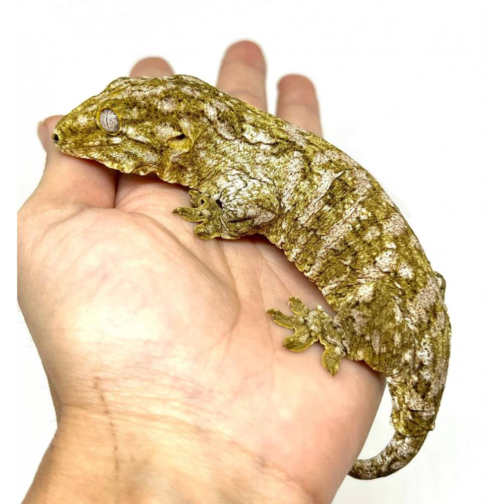 Gecko géant de Nouvelle Calédonie - Rhacodactylus leachianus