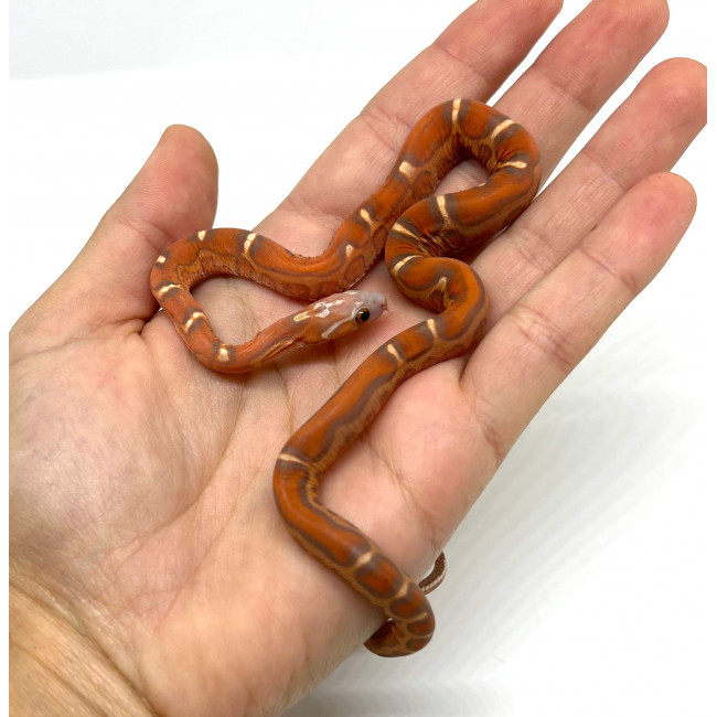 Pantherophis guttatus "Scaleless sunkissed" - Serpent des blés