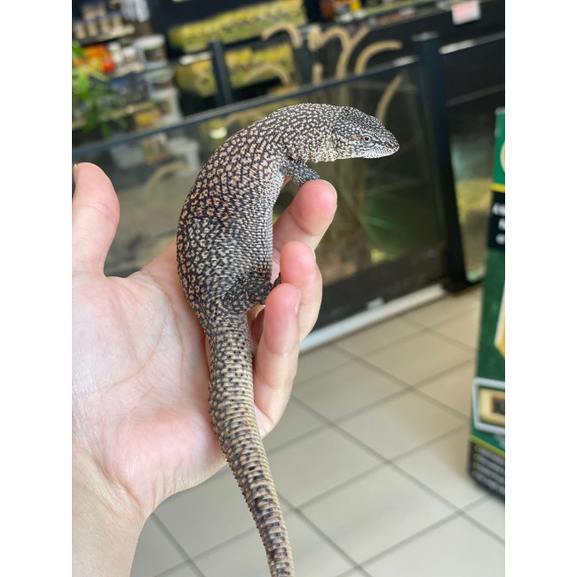 Varan à queue épineuse du Nord- Varanus primordius