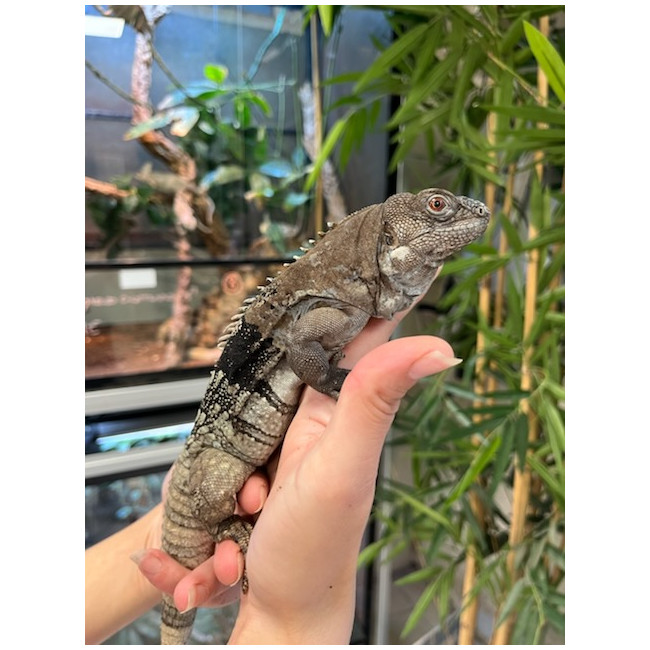Iguane à queue épineuse du Guatemala- Ctenosaura palearis