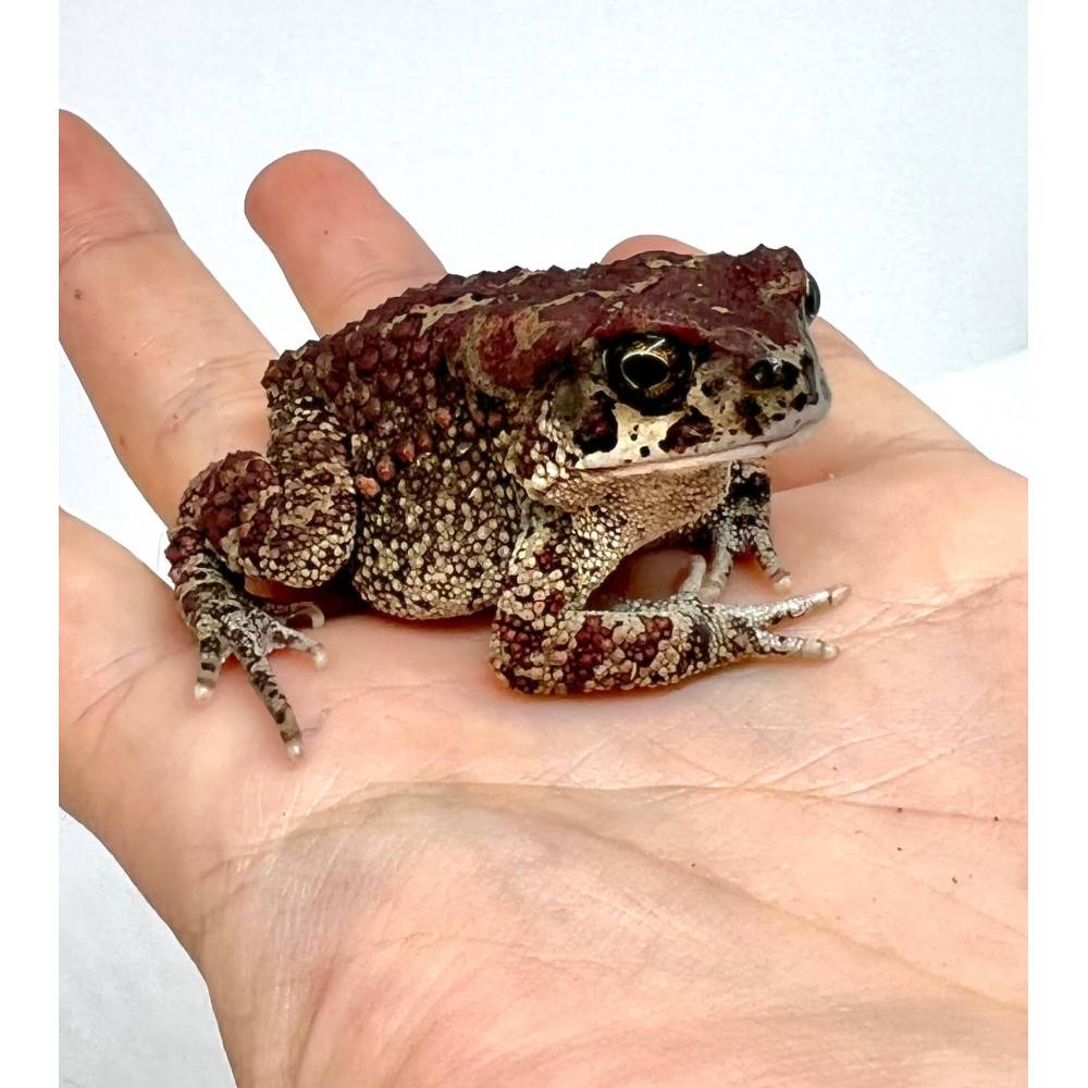 Bufo mauritanicus - Crapaud berbère