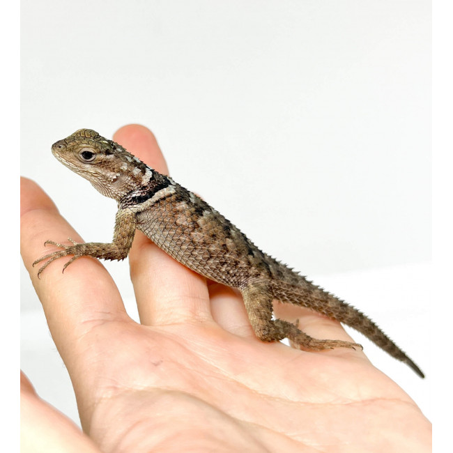 Sceloporus cyanogenys - Lézard bleu épineux