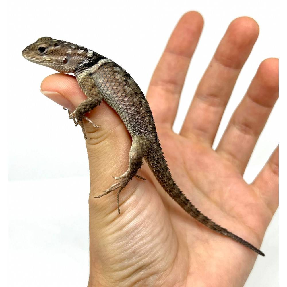 Sceloporus cyanogenys - Lézard bleu épineux