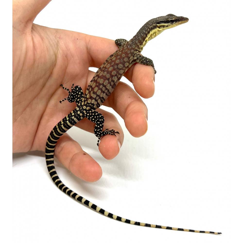 Varanus glauerti . Kimberley rock monitor