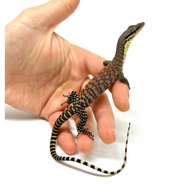 Varanus glauerti . Kimberley rock monitor