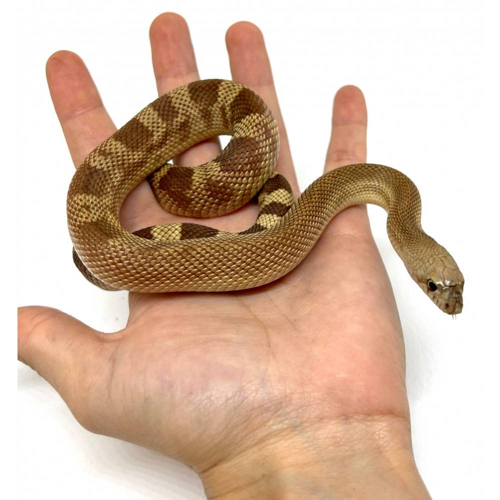 Pituophis melanoleucus mugitus "Hypo" - Serpent des pins de Floride