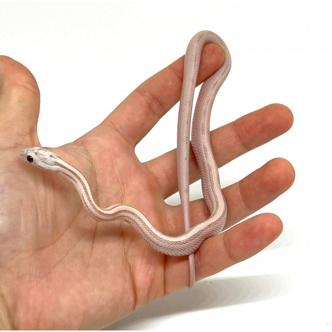 Pantherophis guttatus "Ghost ligné" - Serpent des blés