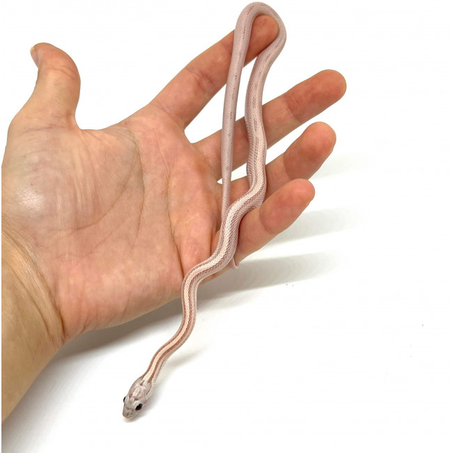 Pantherophis guttatus "Ghost ligné" - Serpent des blés