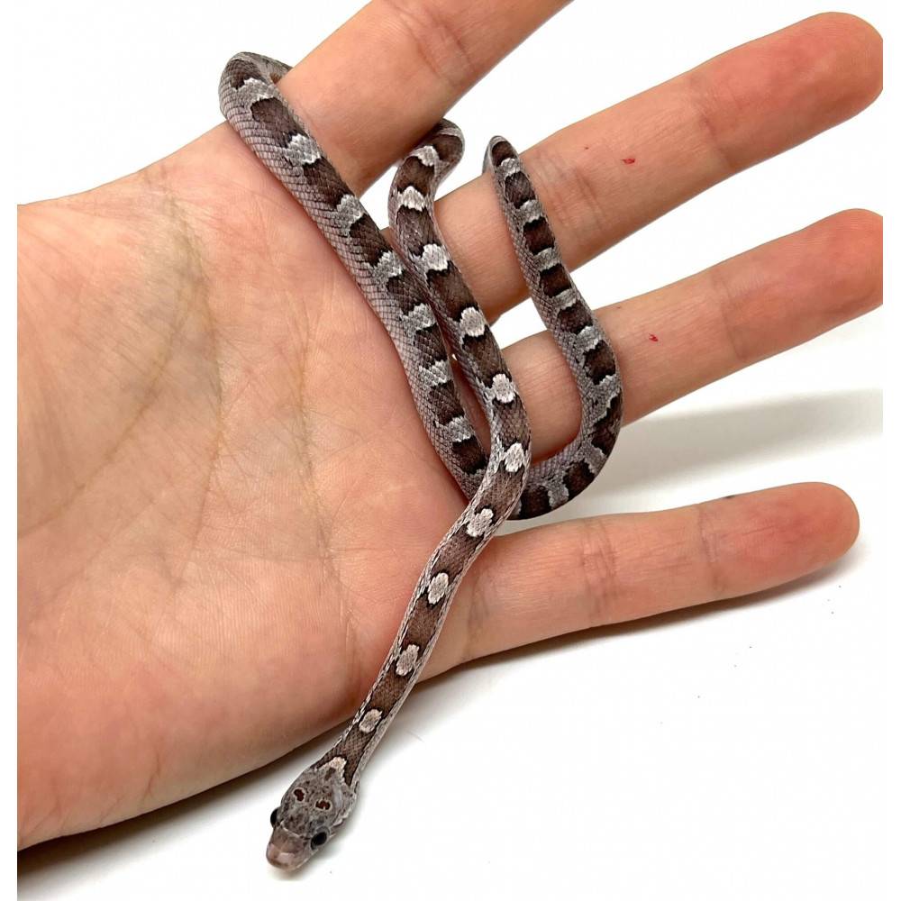 Pantherophis guttatus "Anery Blood" - Serpent des blés