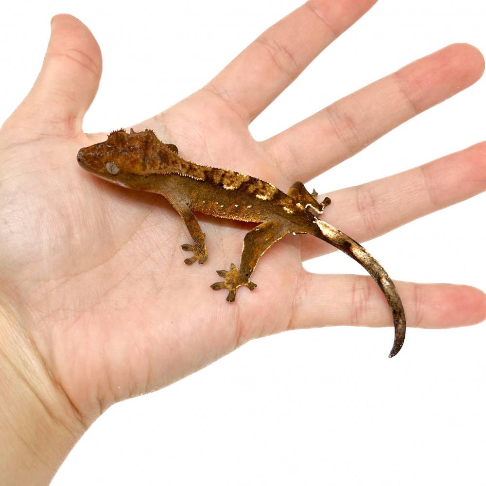 Correlophus ciliatus "Harlequin Porthole" Jeune - Gecko à crête