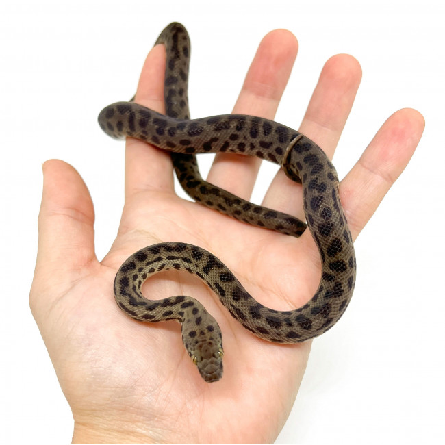 Antaresia childreni / Python de Children - Bebesaurus