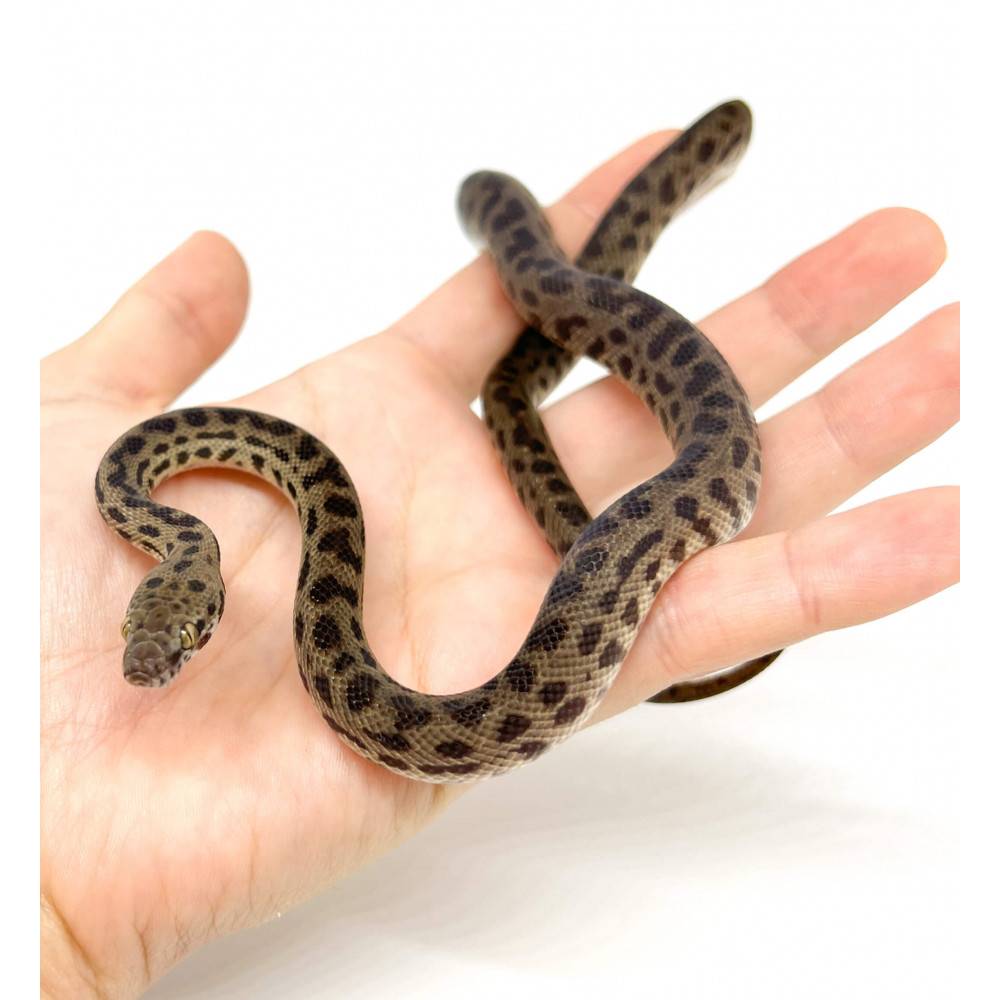 Antaresia childreni / Python de Children - Bebesaurus