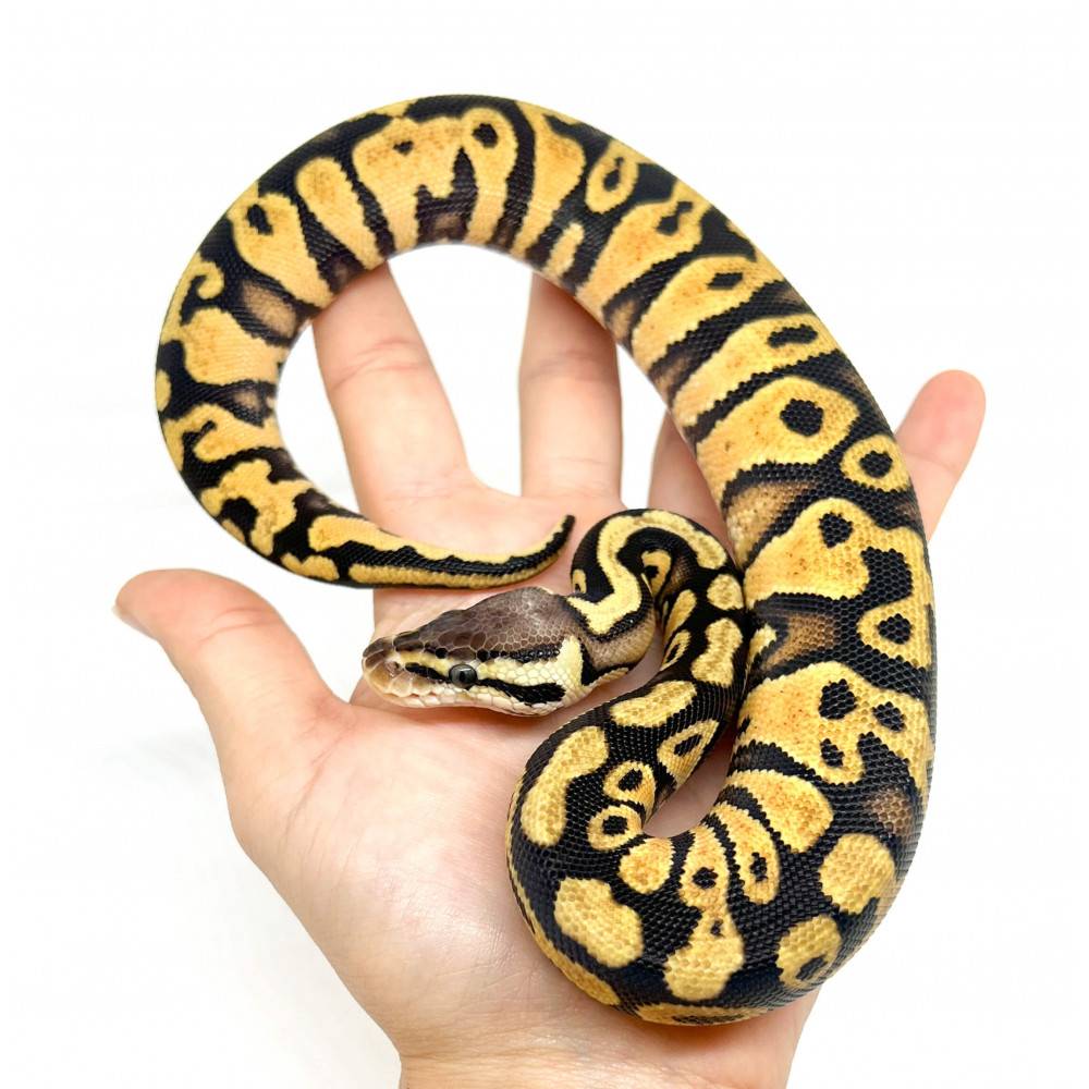 Python royal "Pastel Yellow Belly" - Python regius