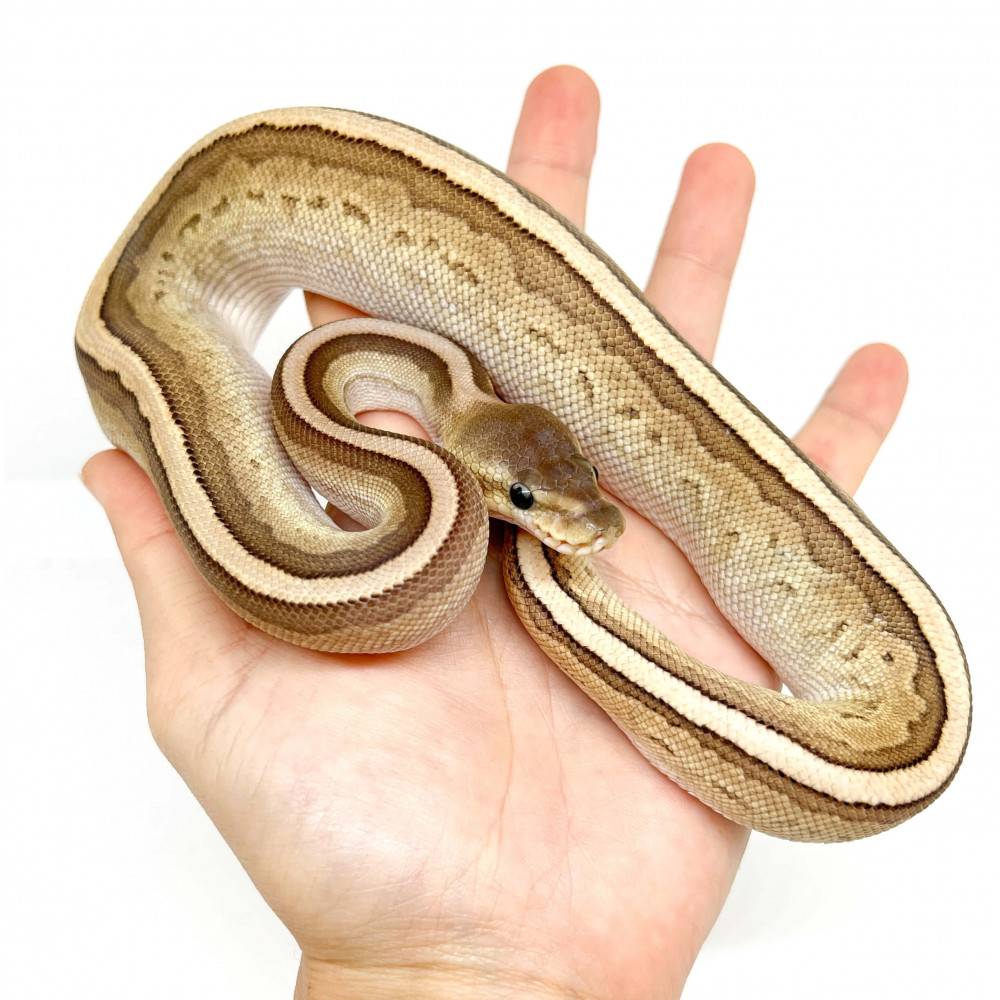 Python regius "Cinnamon Pinstripe" - Python royal