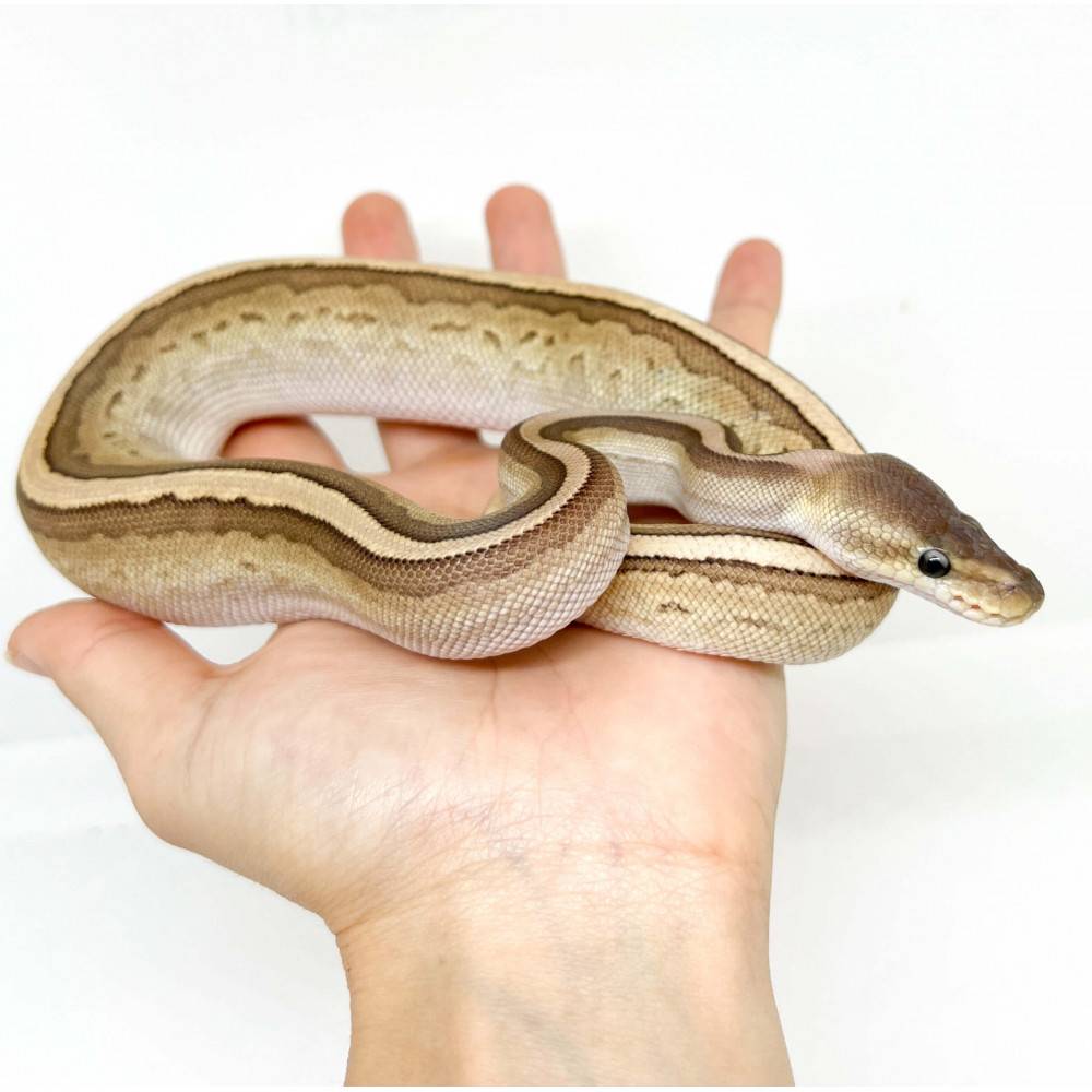 Python regius "Cinnamon Pinstripe" - Python royal