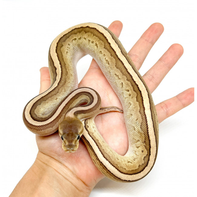 Python regius "Cinnamon Pinstripe" - Python royal