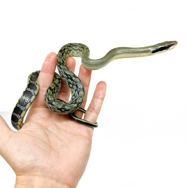 Elaphe taeniura callicyanous - Beauté bleu du Vietnam