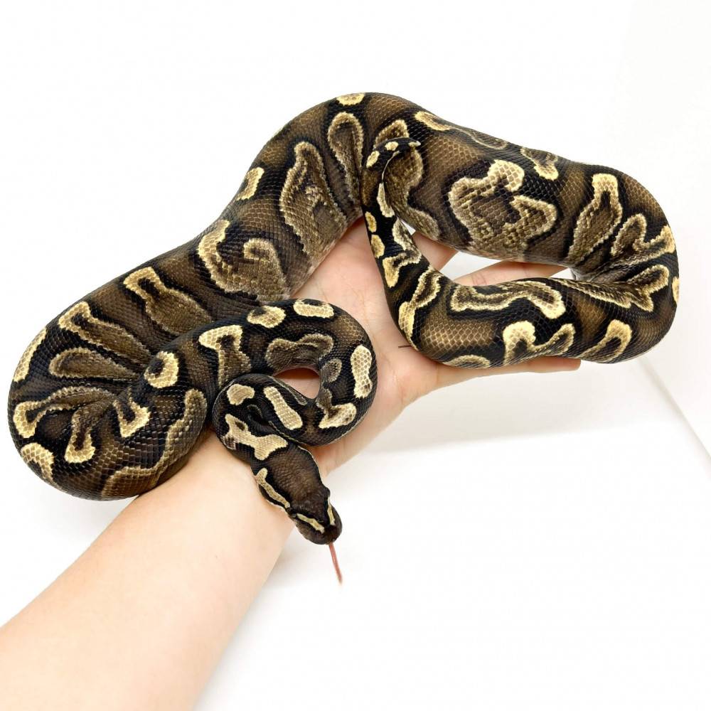 Python regius "GHI" - Python royal