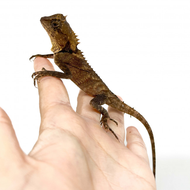 Acanthosaura nataliae - Dragon des montagnes