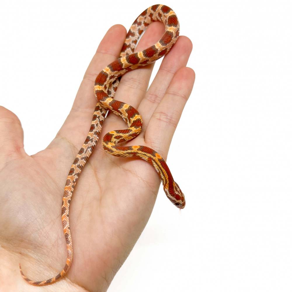 Pantherophis guttatus "Okeetee Ultramel" - Serpent des blés