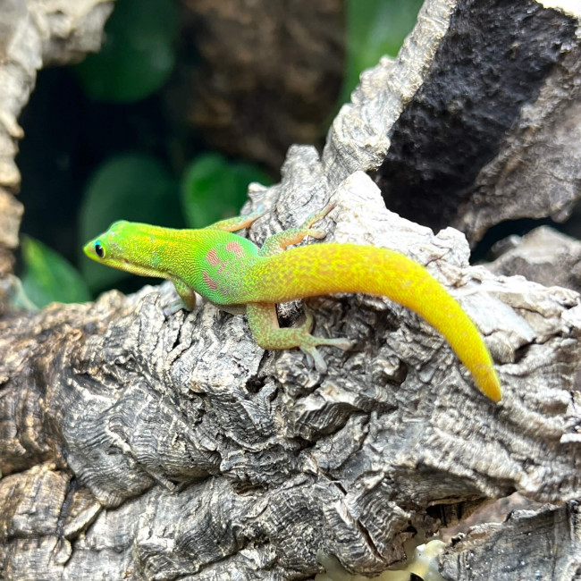 Phelsuma laticauda - Gecko diurne poussière d'or