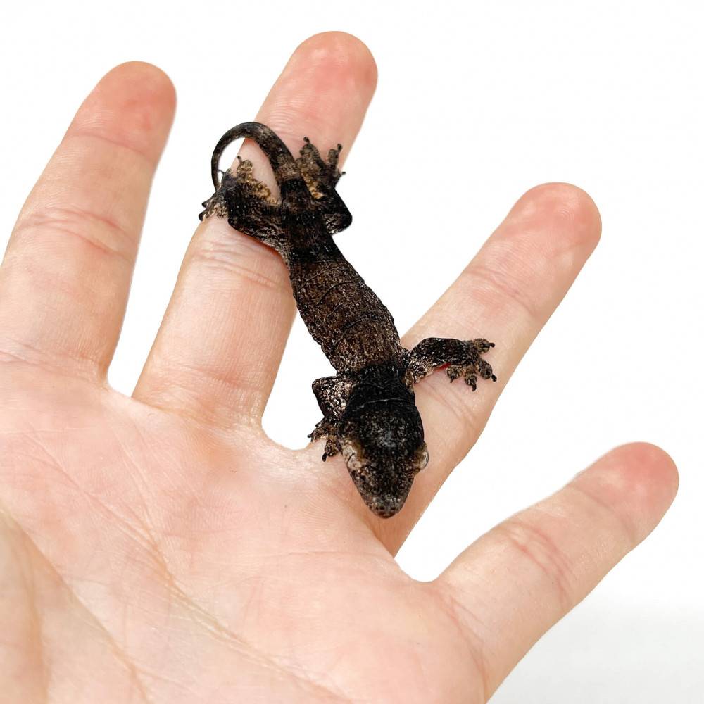 Gehyra marginata NC - Gecko des Moluques