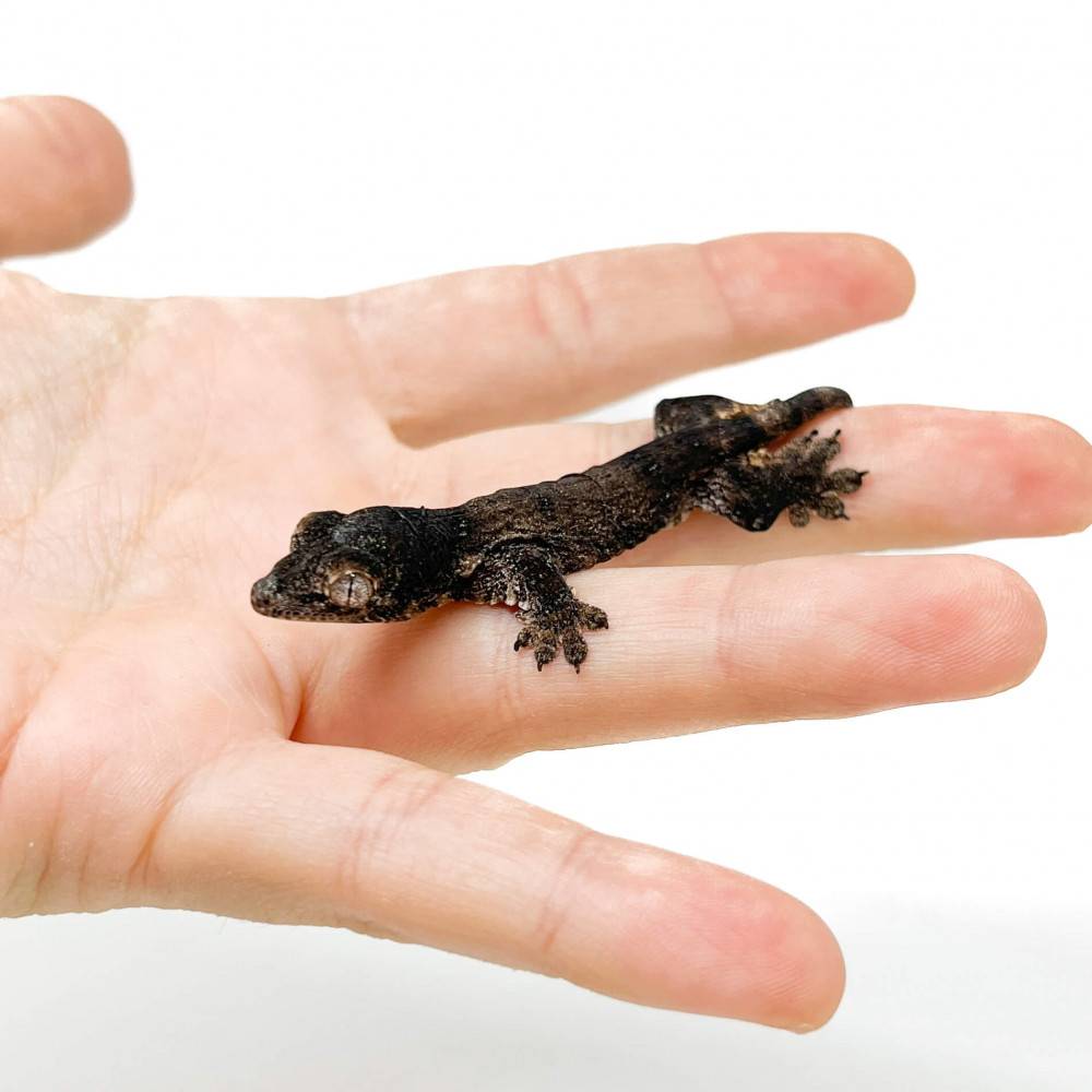 Gehyra marginata NC - Gecko des Moluques