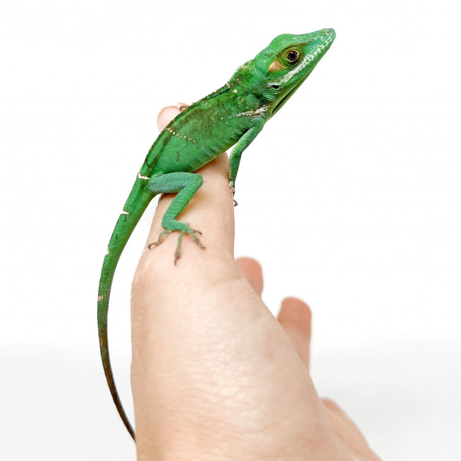 Anolis baracoae (COUPLE)- Anole géant de Baracoa
