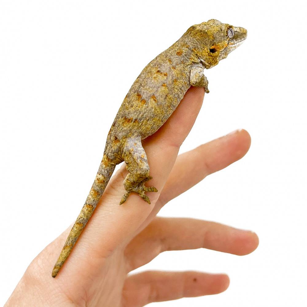 Rhacodactylus auriculatus "Reticulé" JEUNE - Gecko gargouille