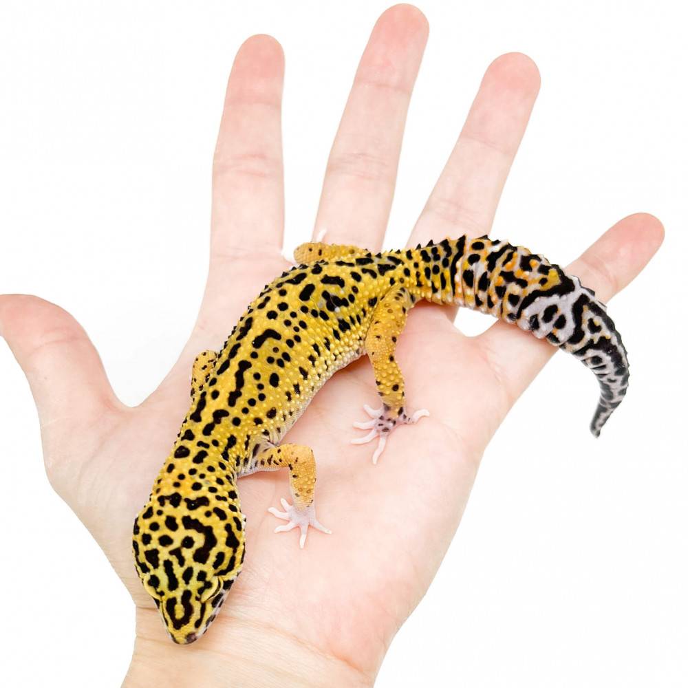 Gecko léopard "Jungle tangerine" - Eublepharis macularius