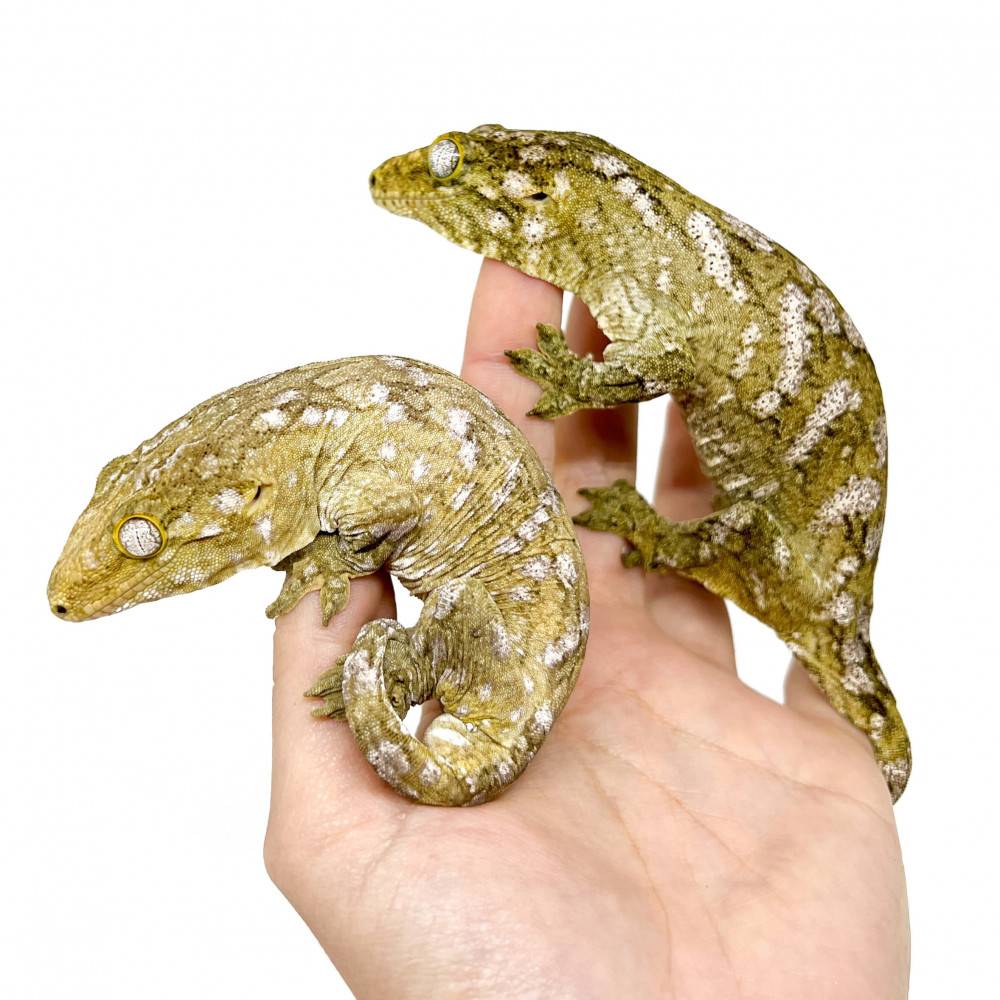 Gecko géant de Nouvelle Calédonie ADULTE - Rhacodactylus leachianus