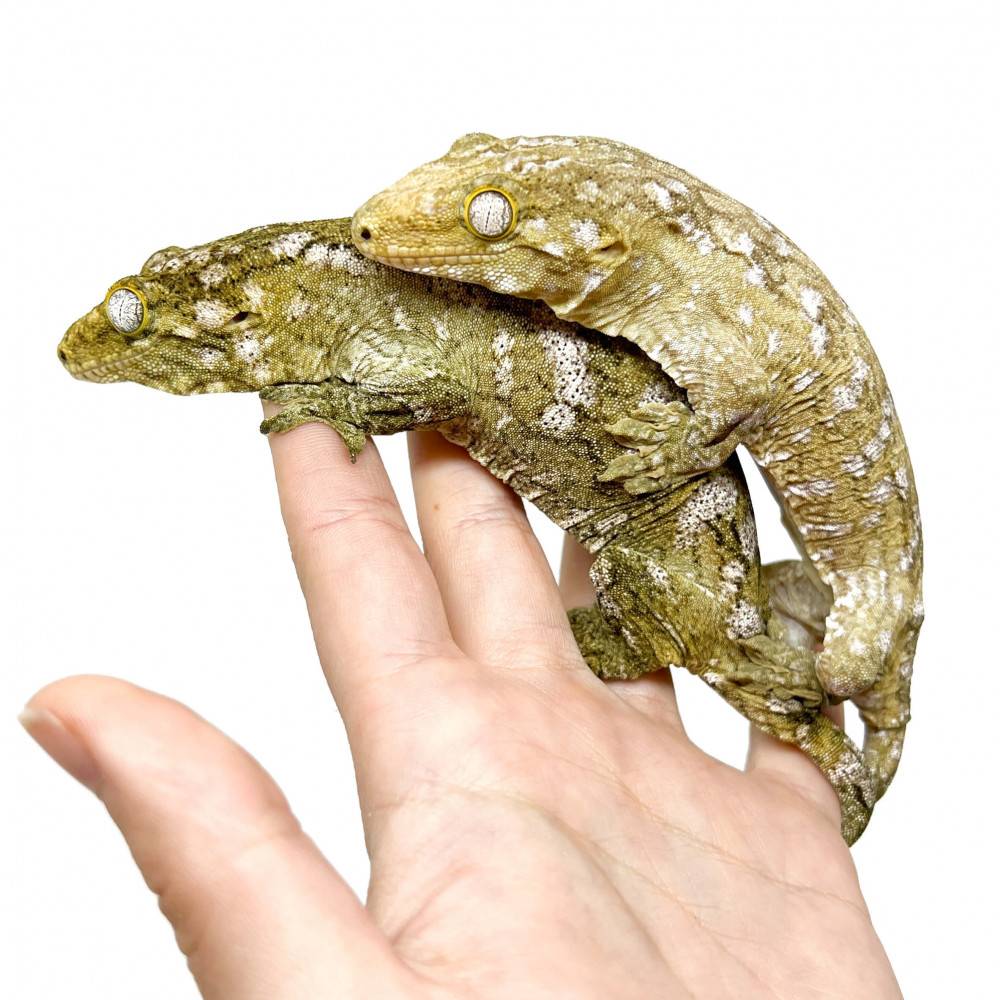 Gecko géant de Nouvelle Calédonie ADULTE - Rhacodactylus leachianus