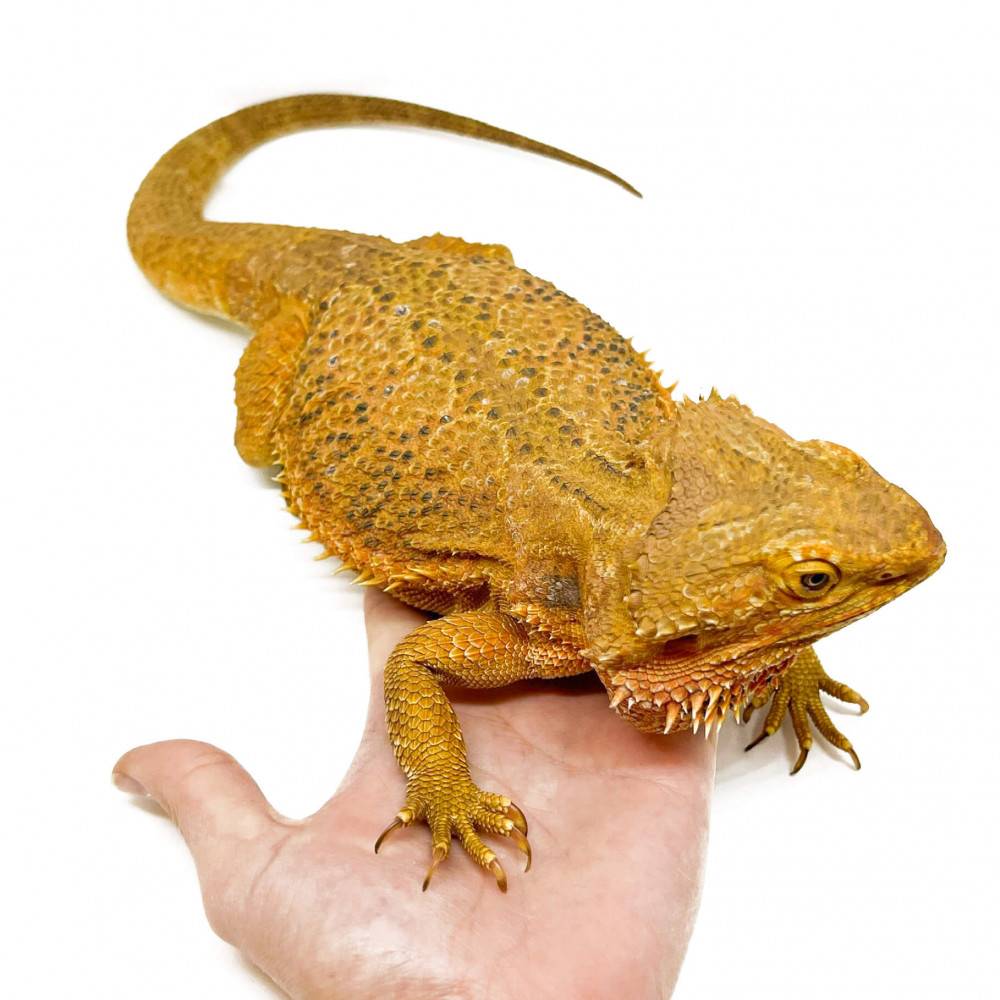 Pogona vitticeps Adulte "red" - Agame barbu