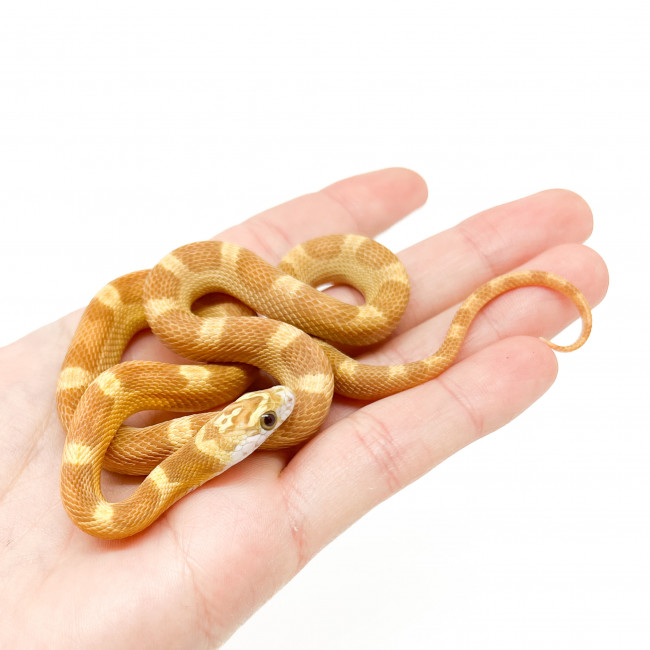 Pantherophis guttatus "Lemon Motley" - Serpent des blés