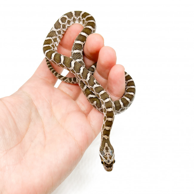 Pantherophis emoryi - Serpent ratier des grandes plaines