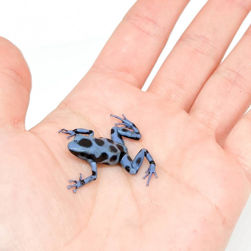 Dendrobates auratus "Blue" - Dendrobates doré