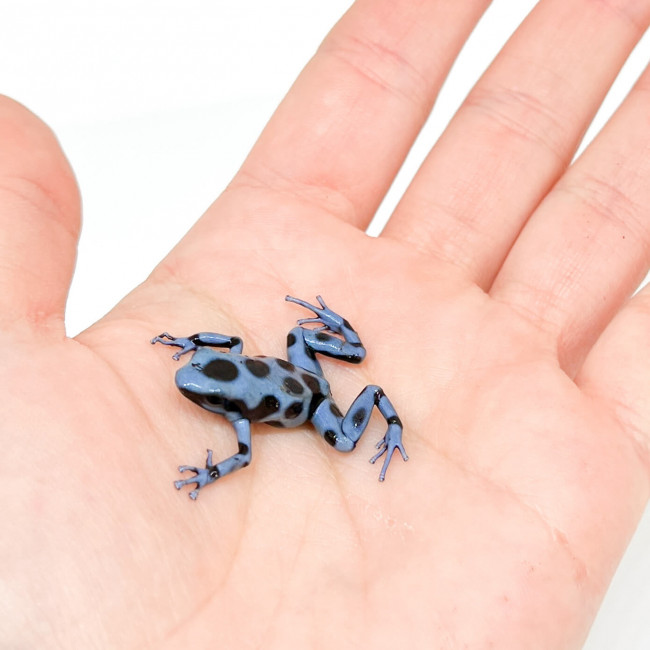 Dendrobates auratus "Blue" - Dendrobates doré