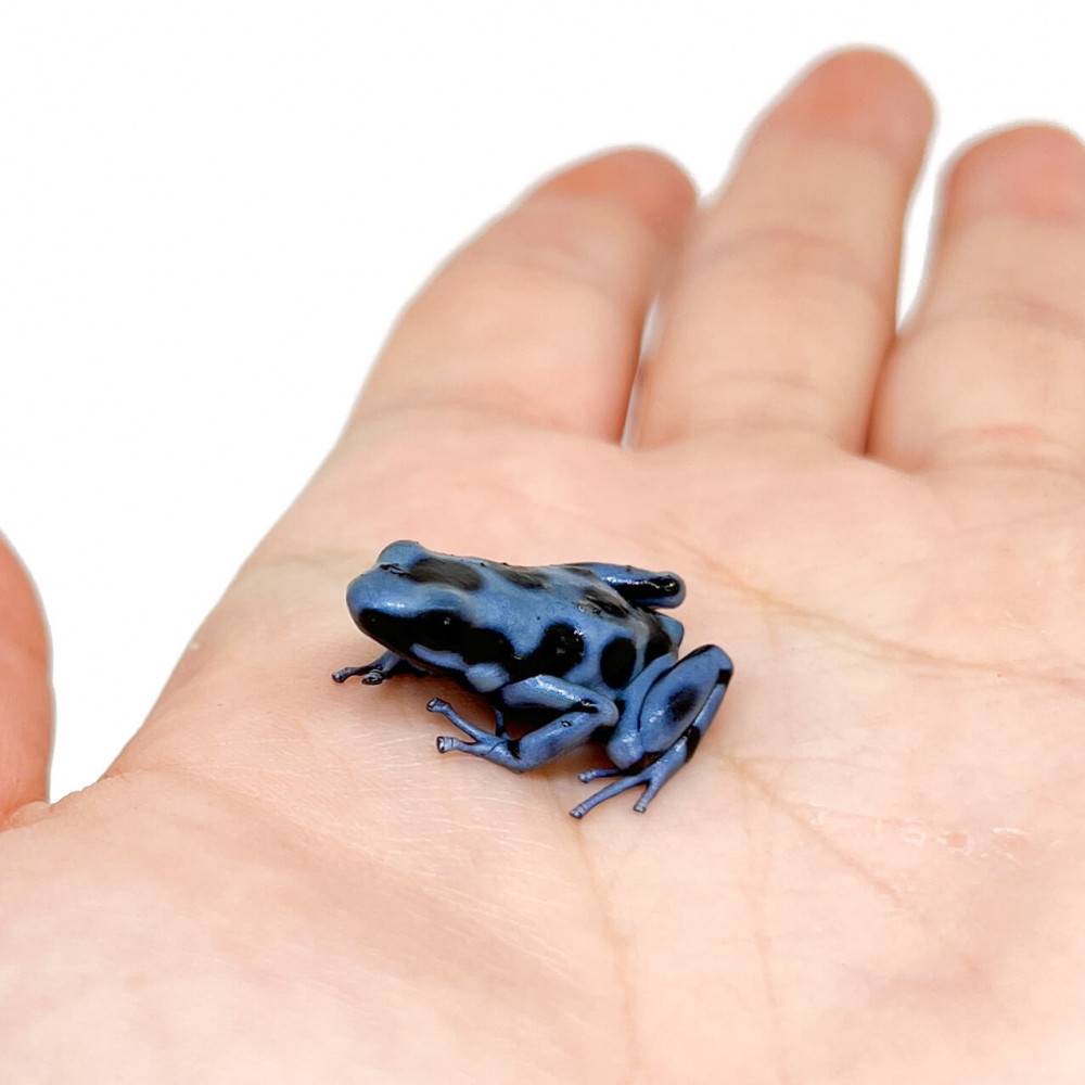 Dendrobates auratus "Blue" - Dendrobates doré