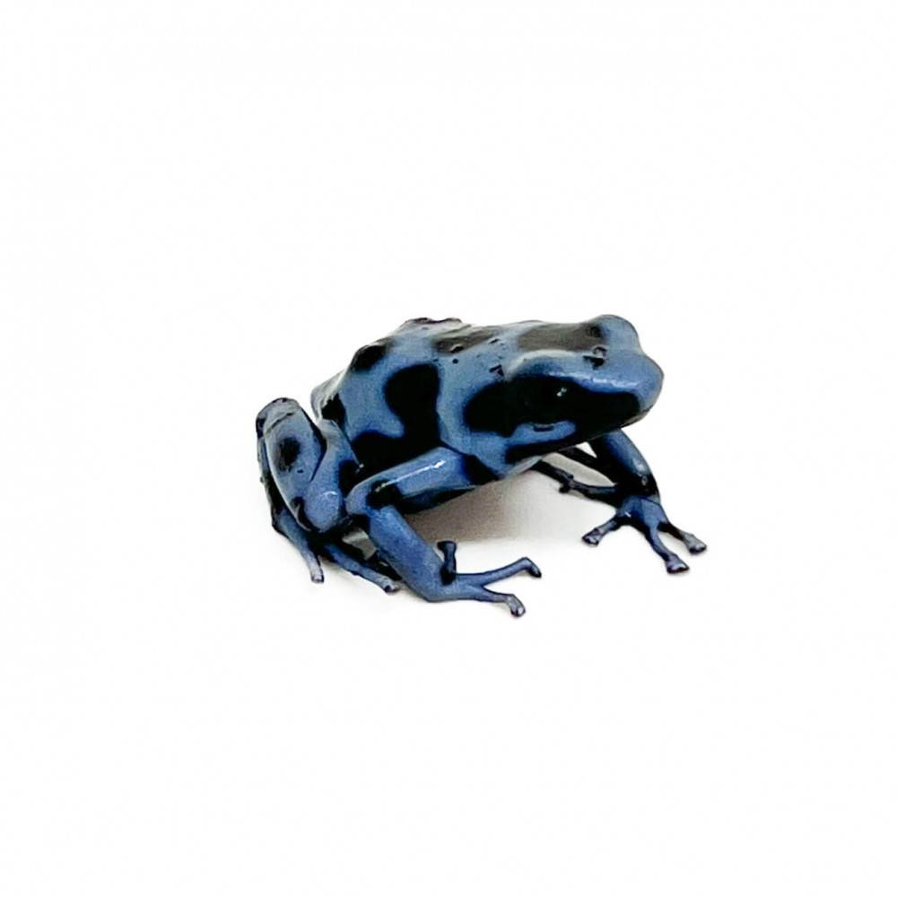 Dendrobates auratus "Blue" - Dendrobates doré
