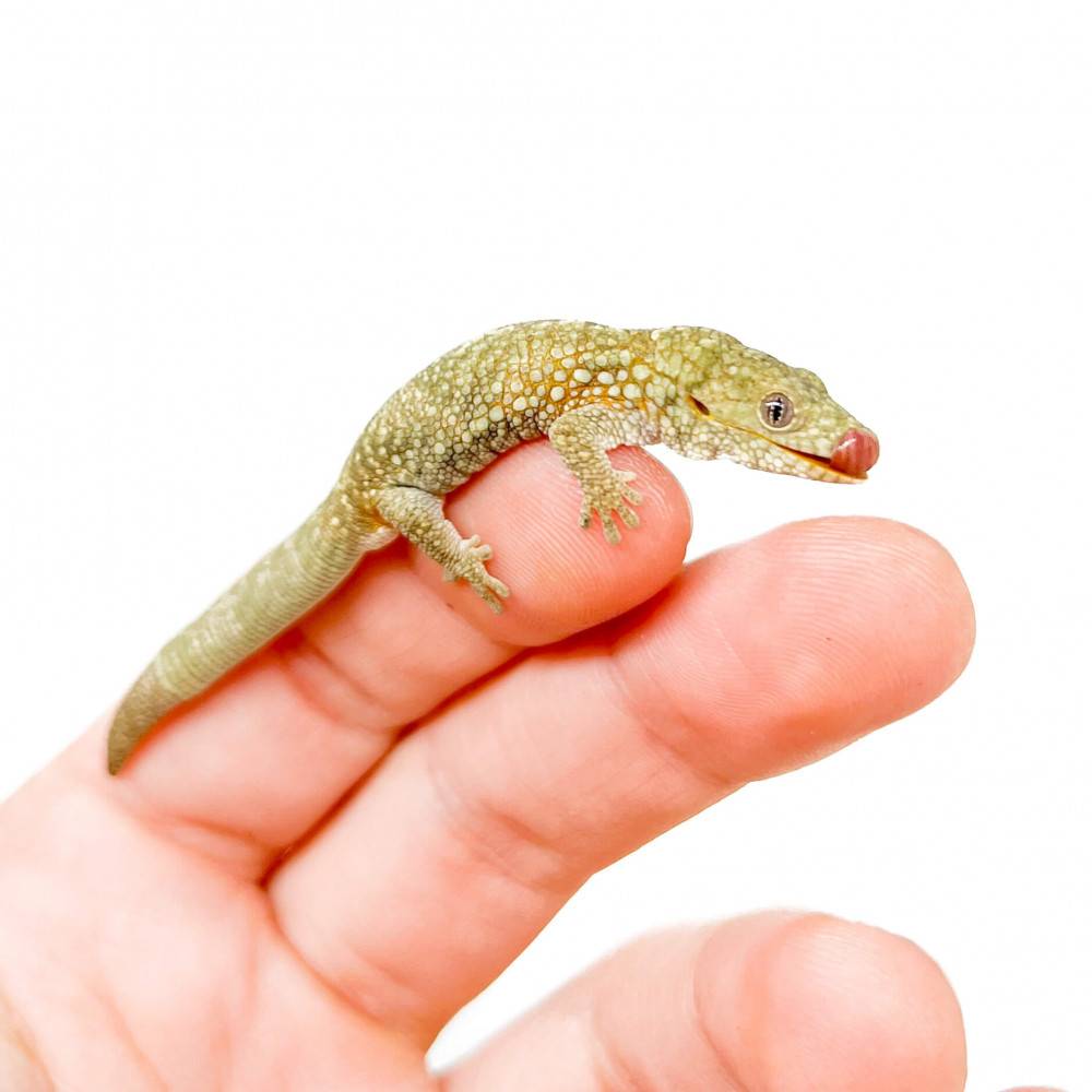 Eurydactylodes agricolae - Gecko caméléon de Bauer