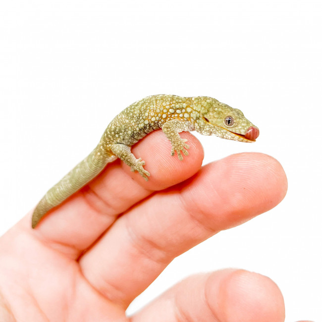 Eurydactylodes agricolae - Gecko caméléon de Bauer