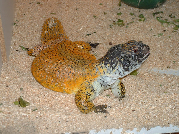 Photos Uromastyx nigriventris