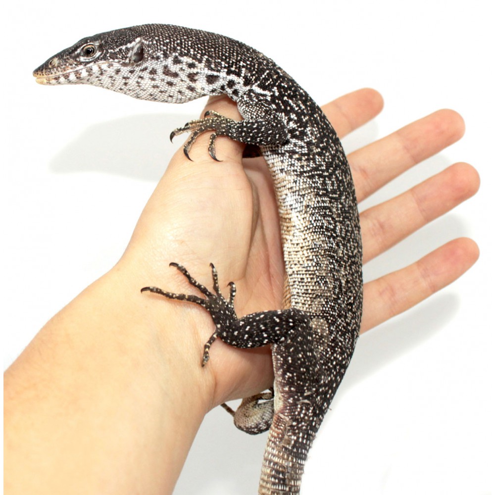 Fiche d'élevage Varanus similis - Varan arboricole tacheté