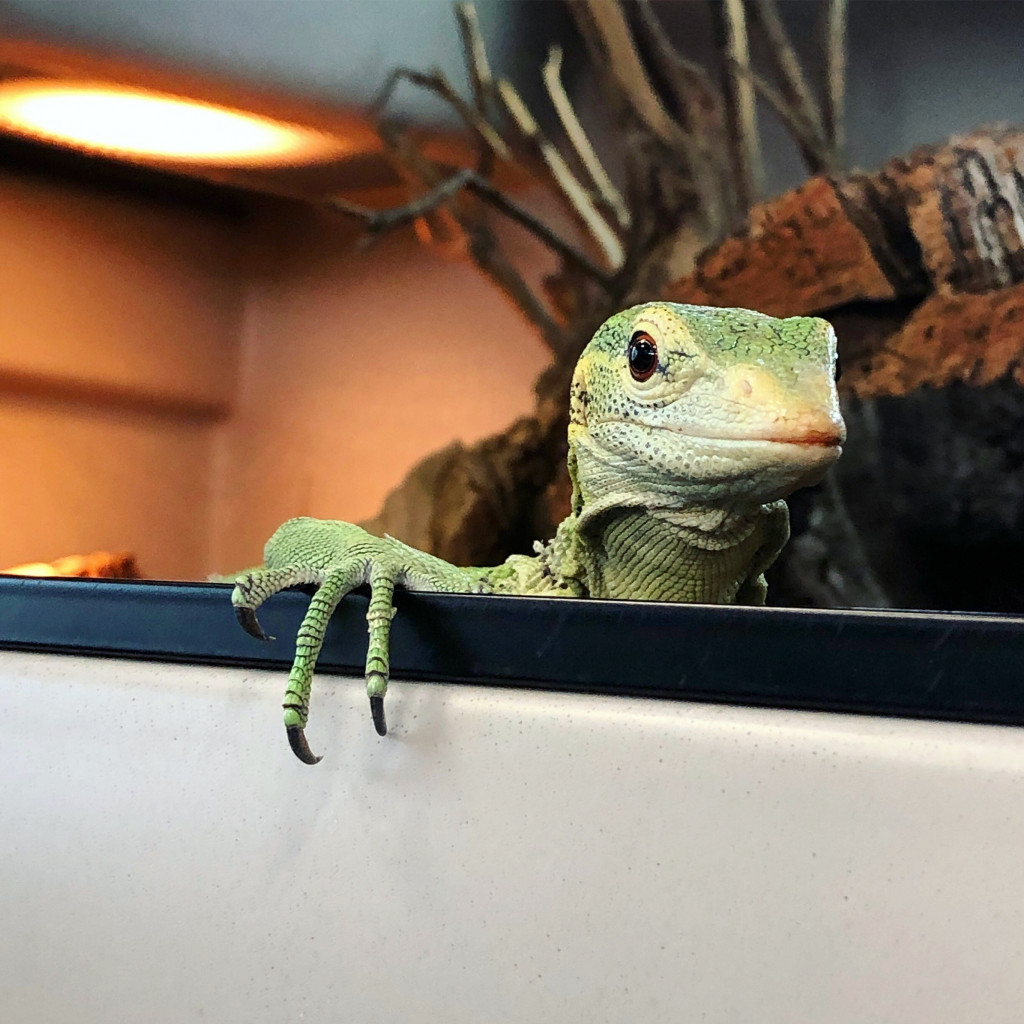 Fiche d'élevage Varanus prasinus - Varan émeraude