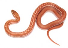 Fiche d'élevage Boaedon capensis - Serpent des maisons du Cap