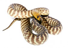 Fiche d'élevage Aspidites ramsayi - Woma